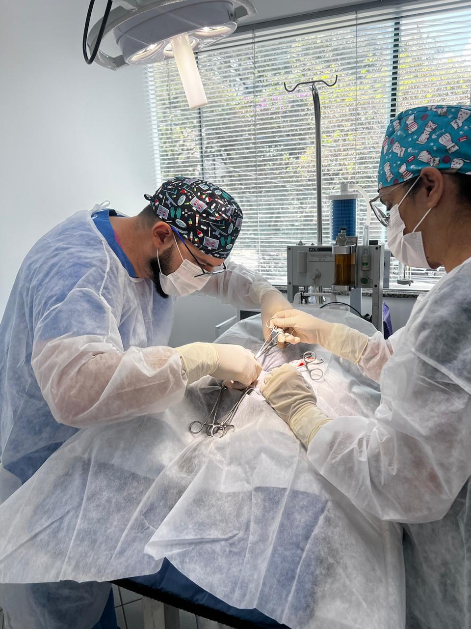 Castração: guia completo sobre o procedimento